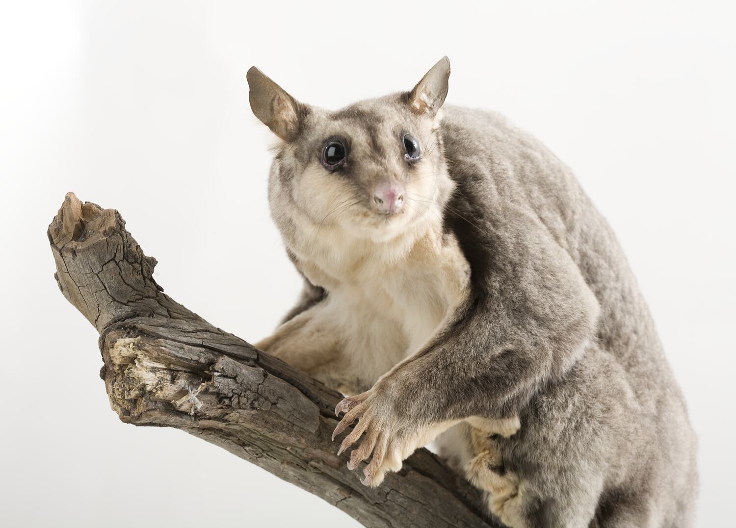 Petaurus gracilis