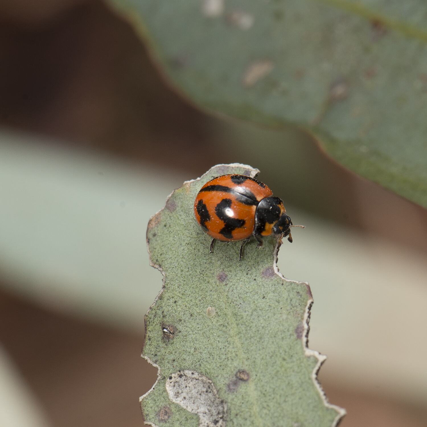 Coccinellidae