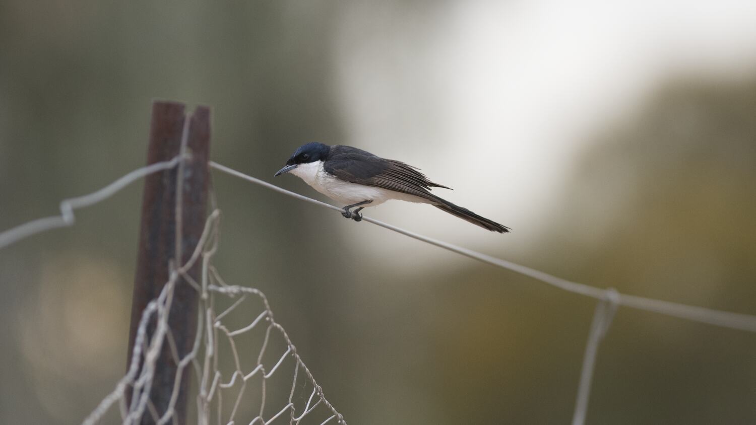 Myiagra inquieta, Restless Flycatcher