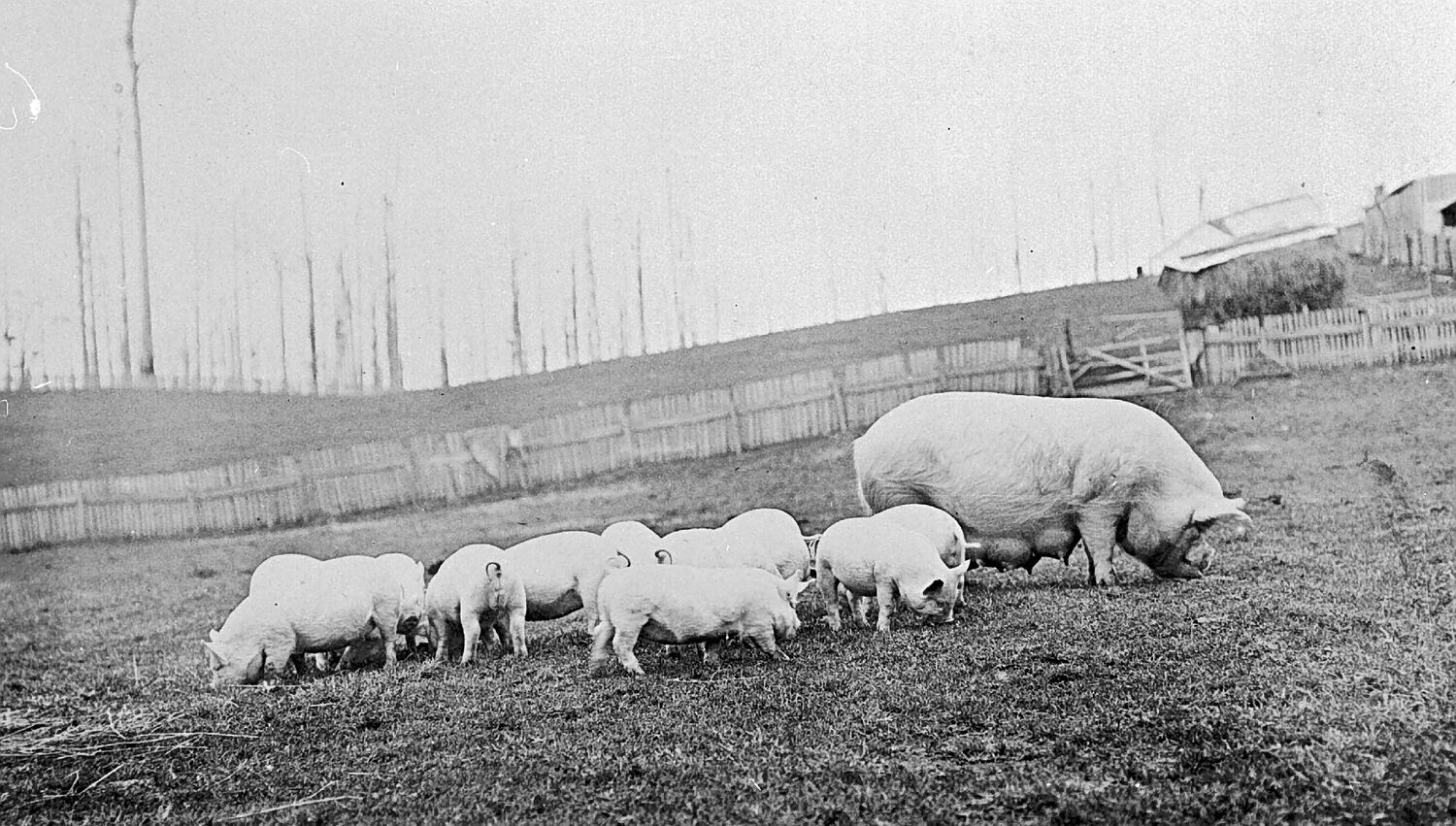 Negative - Pigs, Gippsland, Victoria, pre 1900