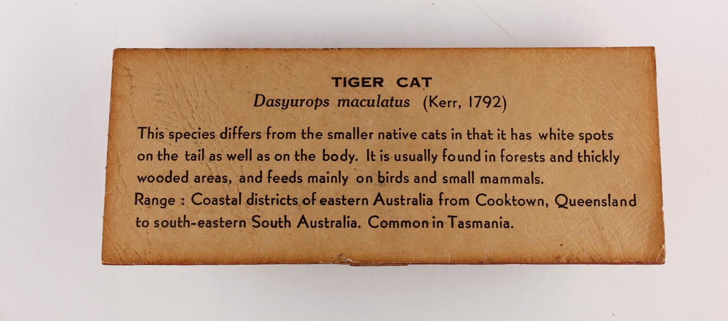Exhibition Label - Tiger Cat, National Museum of Victoria, Melbourne ...