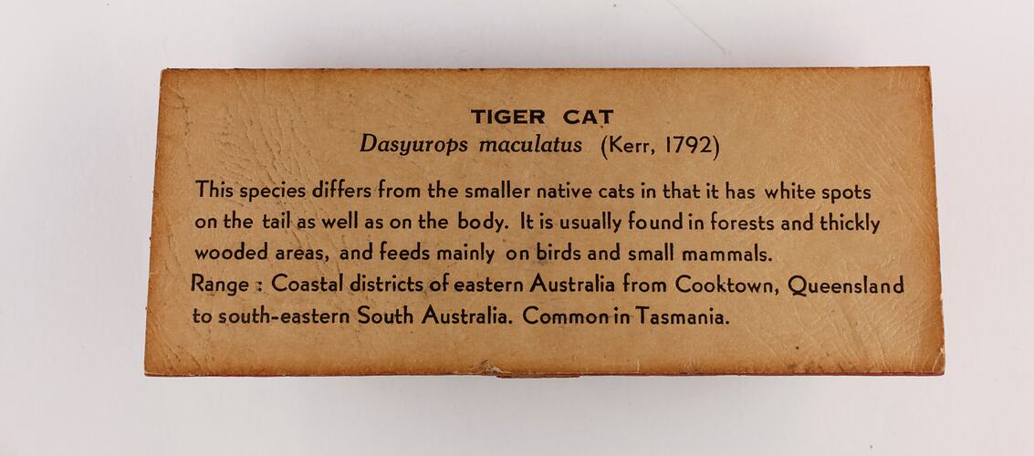 Exhibition Label - Tiger Cat, National Museum of Victoria, Melbourne ...