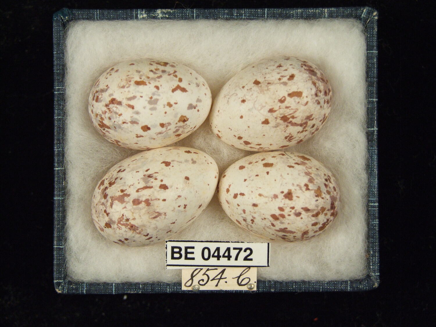 Dicrurus bracteatus atrabectus