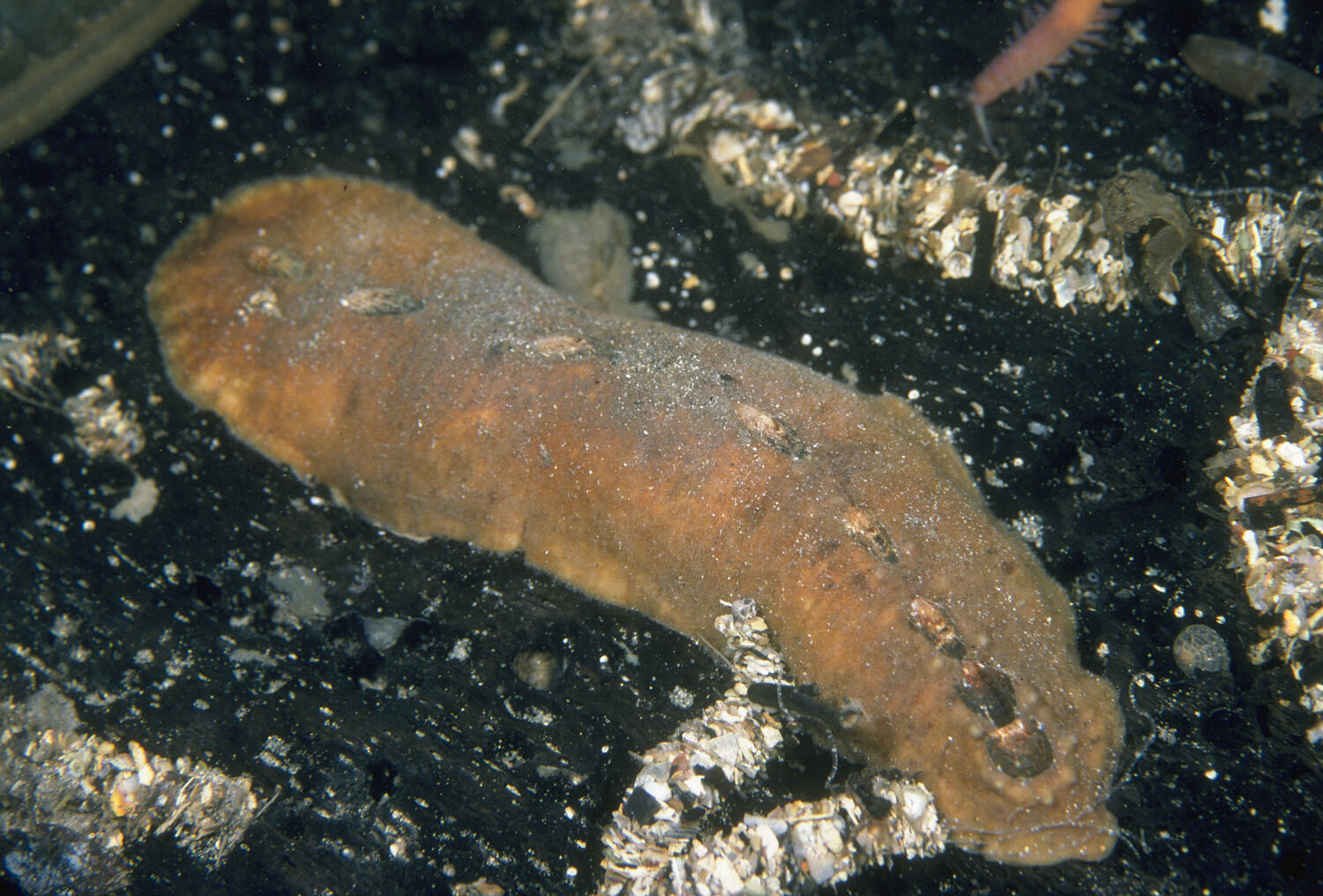 Cryptoplax striata (Lamarck, 1819), Chiton