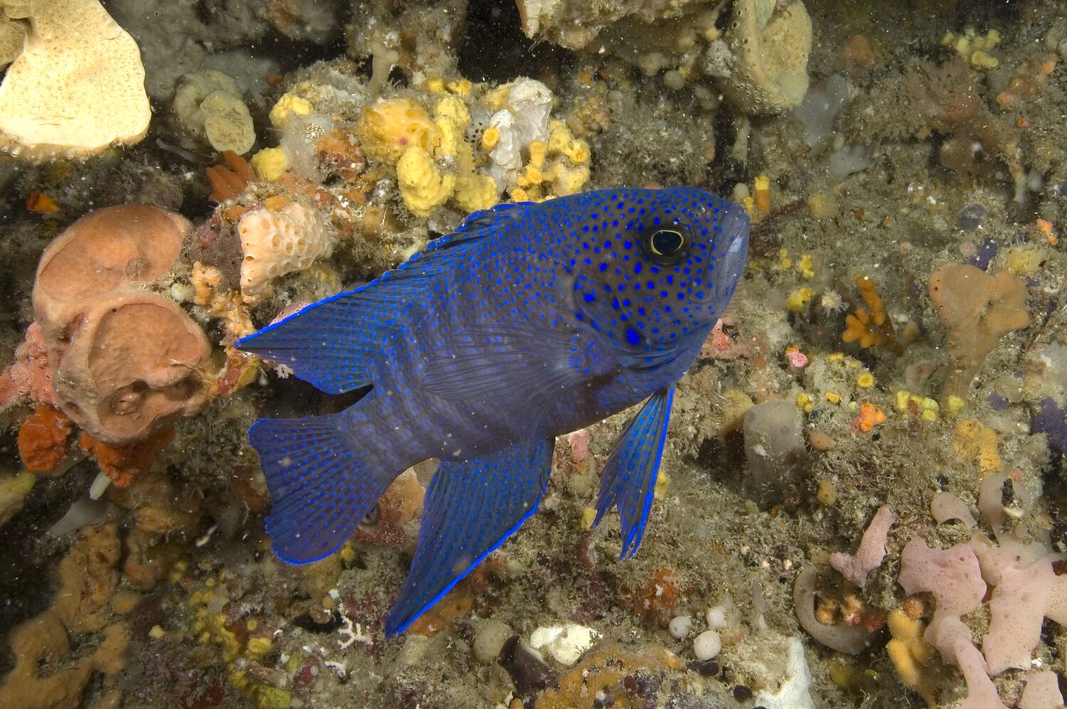 Paraplesiops meleagris (Peters, 1869), Southern Blue Devil