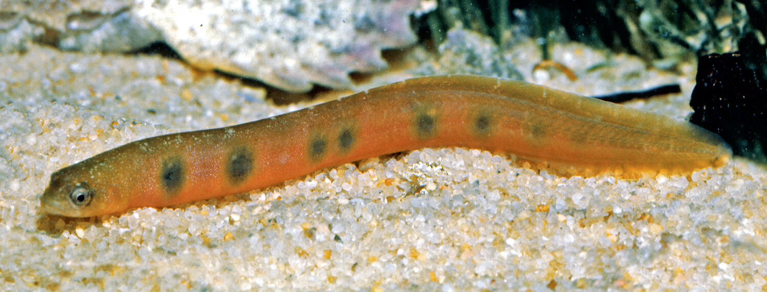 Alabes dorsalis (Richardson, 1845), Common Shore Eel