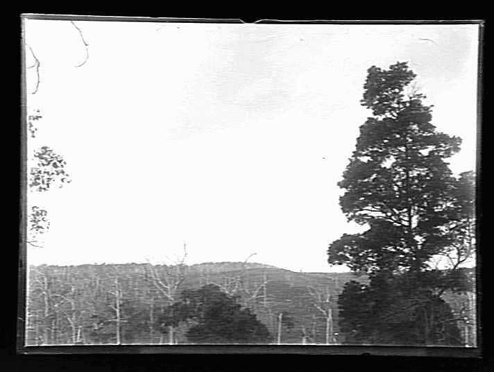 Glass Negative - Forest, by A.J. Campbell, Australia, circa 1900