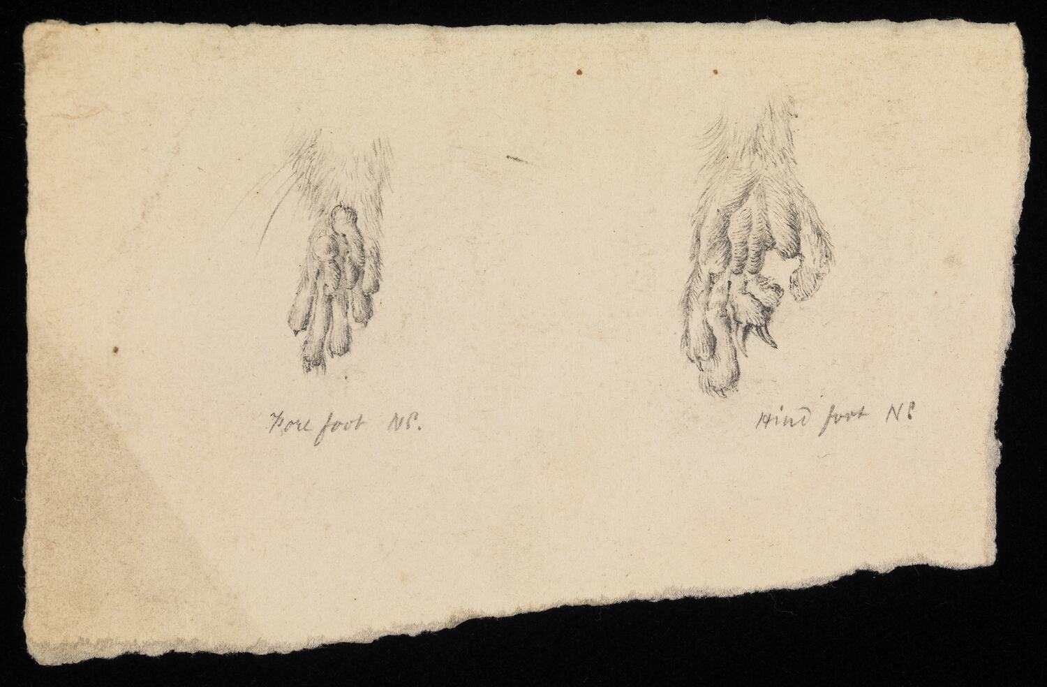 Pencil illustration - forefoot and hindfoot, Leadbeater's Possum ...