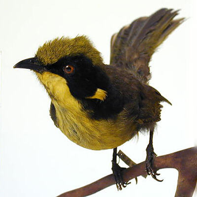 Ornithology
