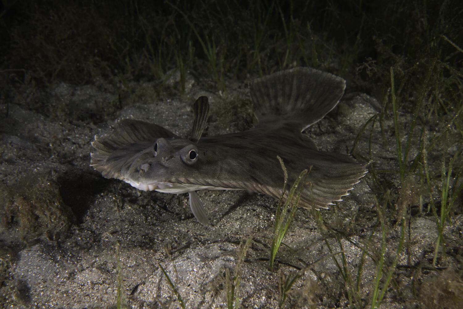 Rhombosolea tapirina Günther, 1862, Greenback Flounder