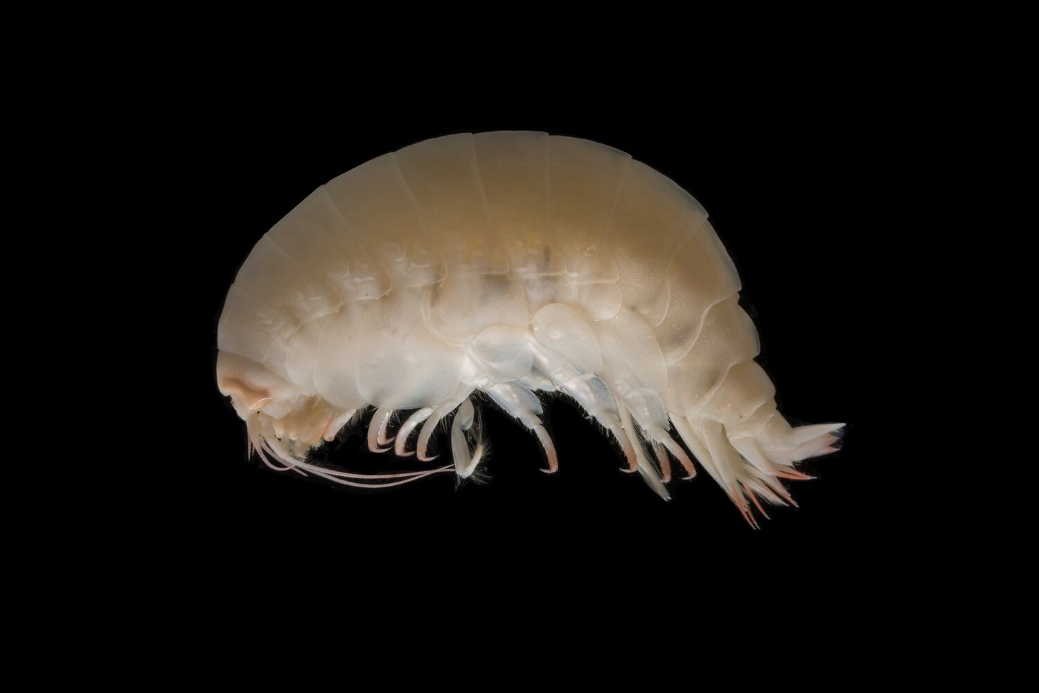 Eurythenes Smith, 1882, Scavenging Amphipod