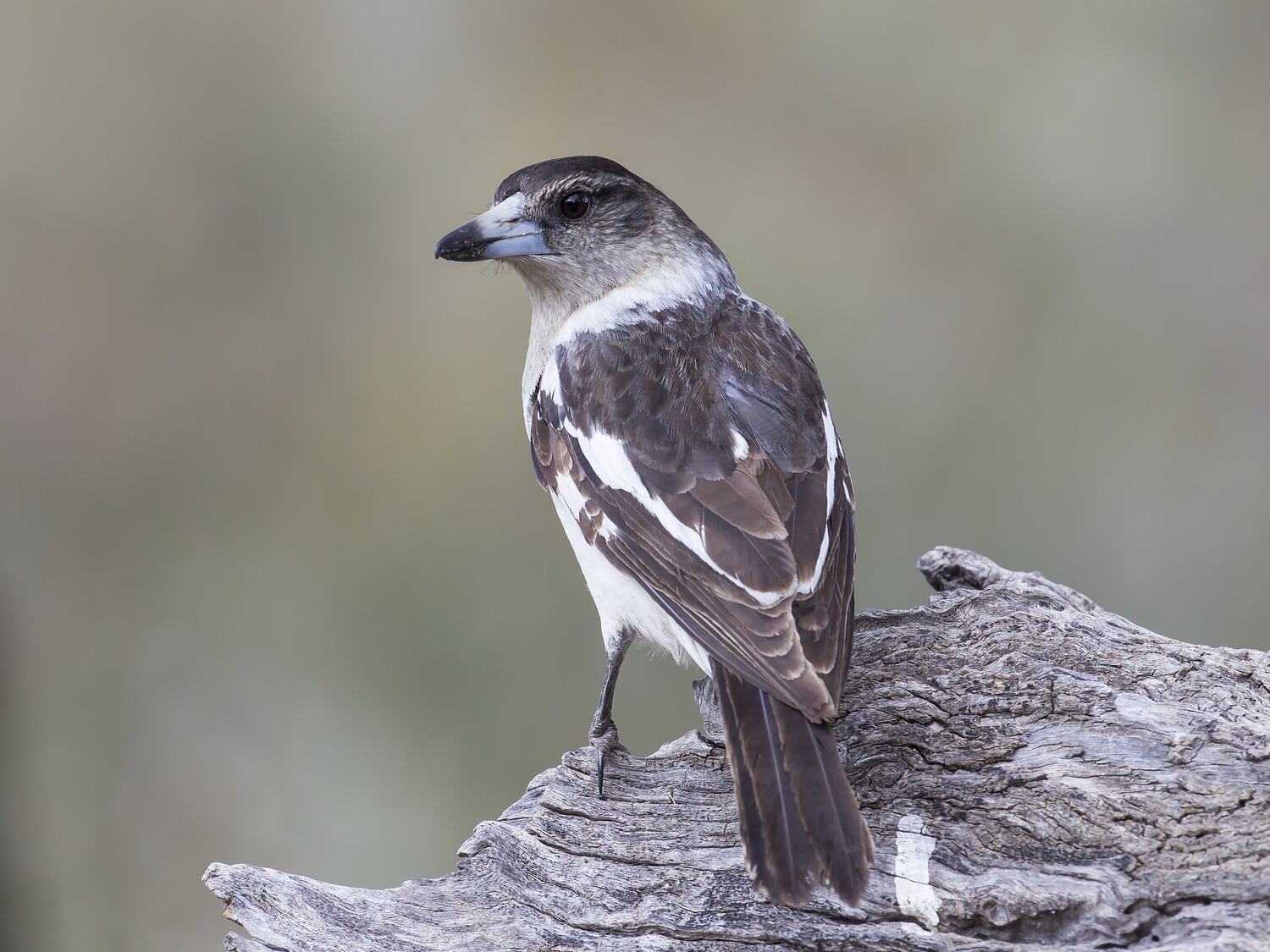Cracticus nigrogularis, Pied Butcherbird