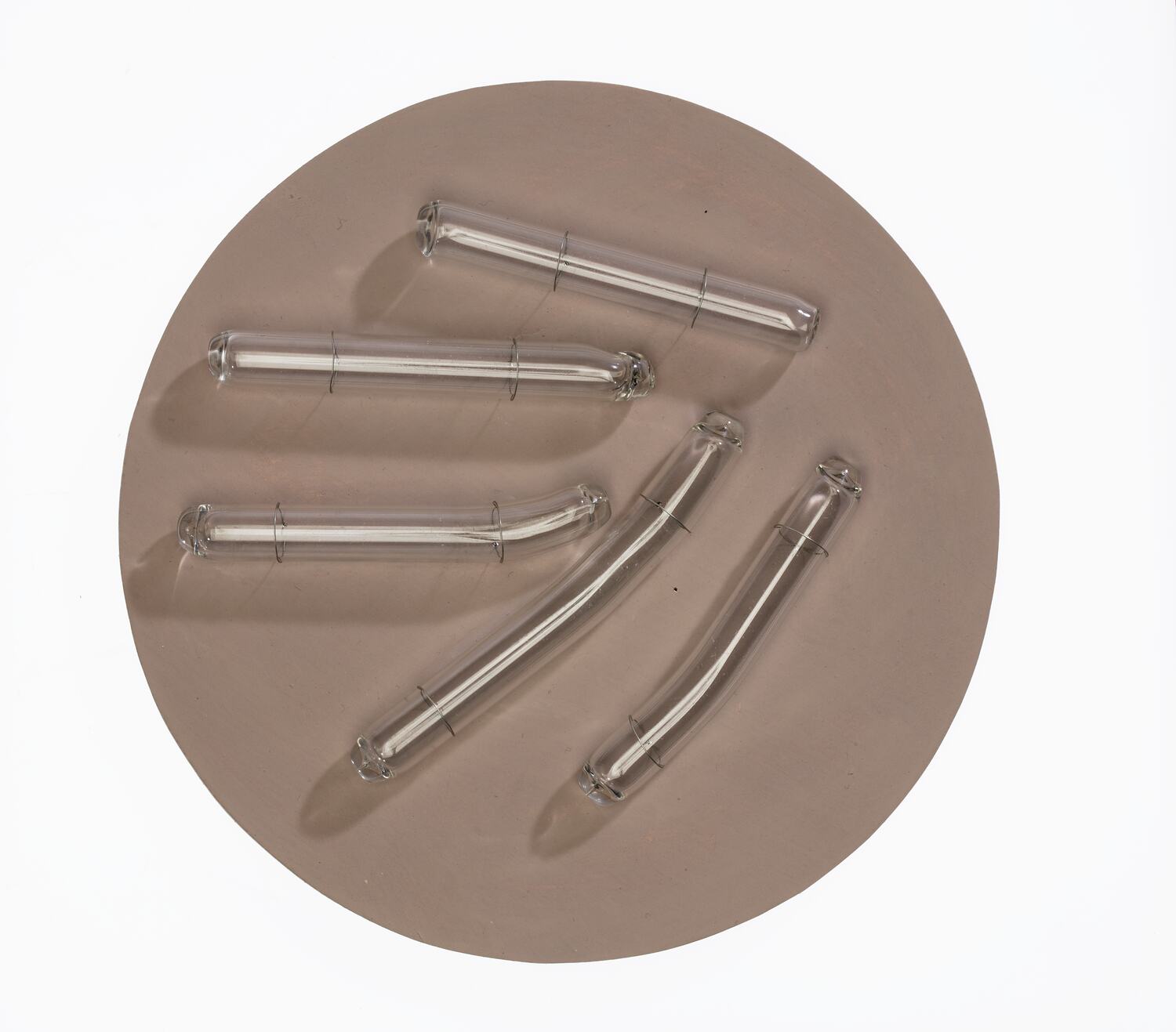 Model - Yoghurt Starter Culture, Bacillus Bulgaricus (Bacteriaceae ...