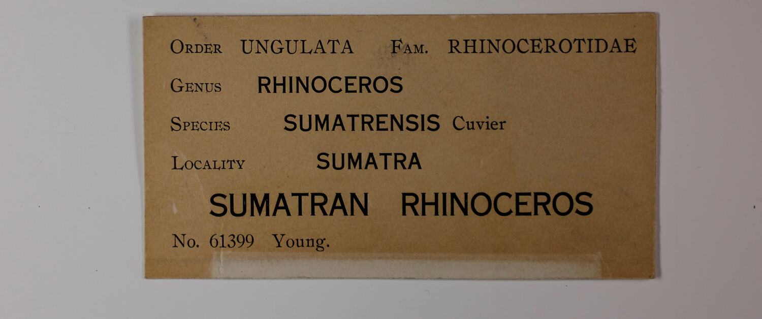 Exhibition Labels - Set of Four, Rhinoceros, National Museum of ...