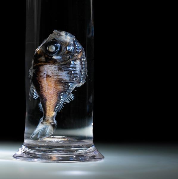 Deep-sea collections - Treasures - Museums Victoria, 2004