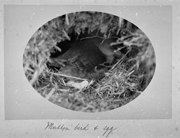 Photograph - 'Mutton Bird & Egg', by A.J. Campbell, Phillip Island ...