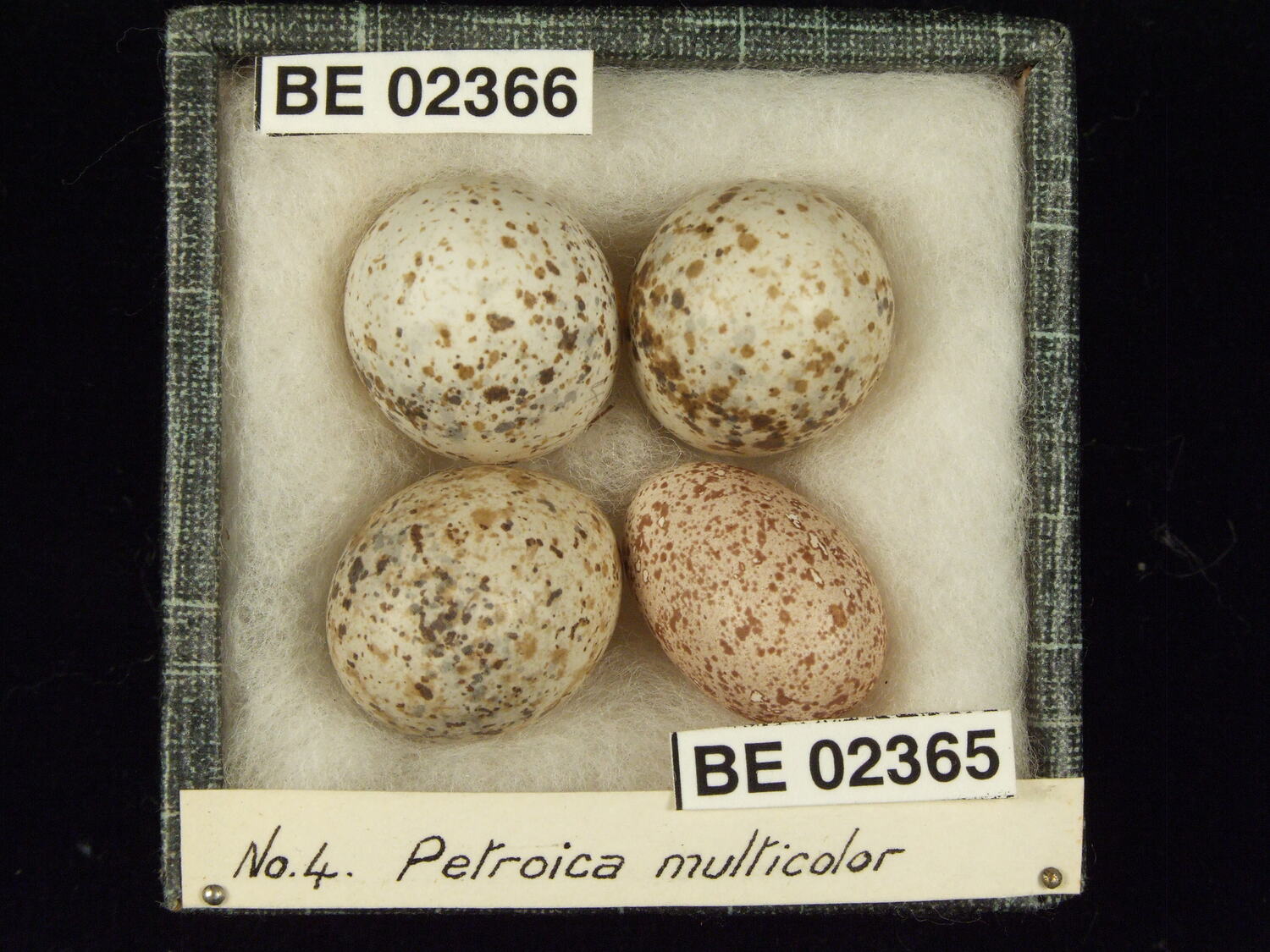 Petroica boodang boodang