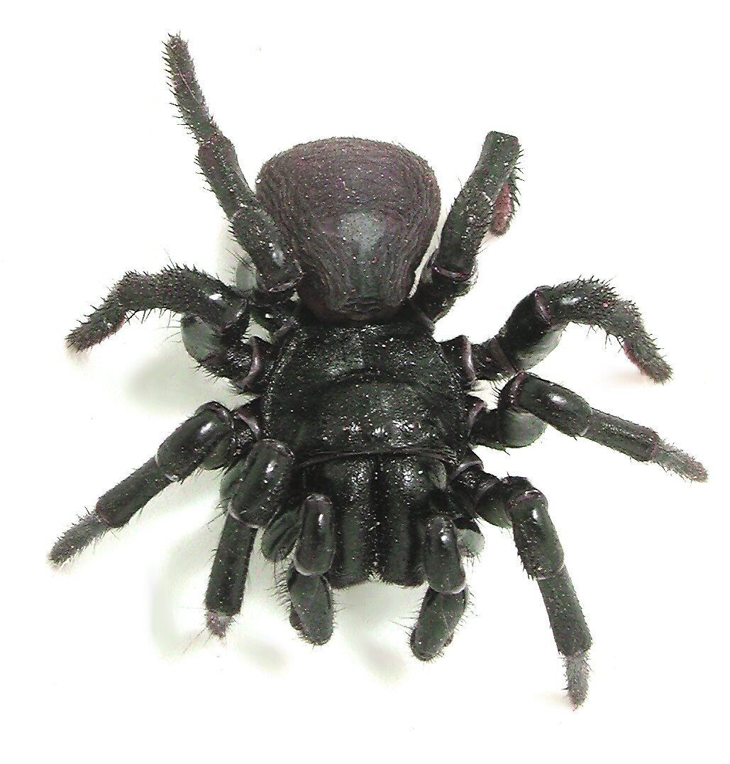 Female Mouse Spider Australia