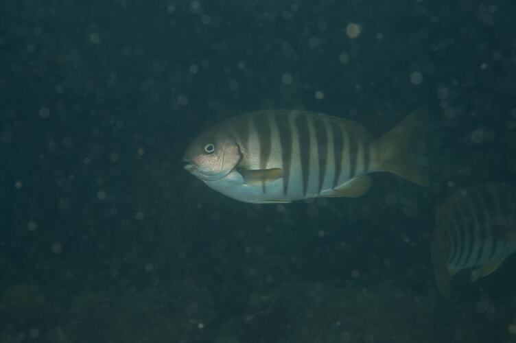 Girella zebra (Richardson, 1846)