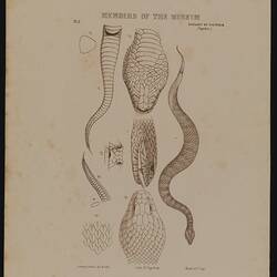 The Prodromus Collection