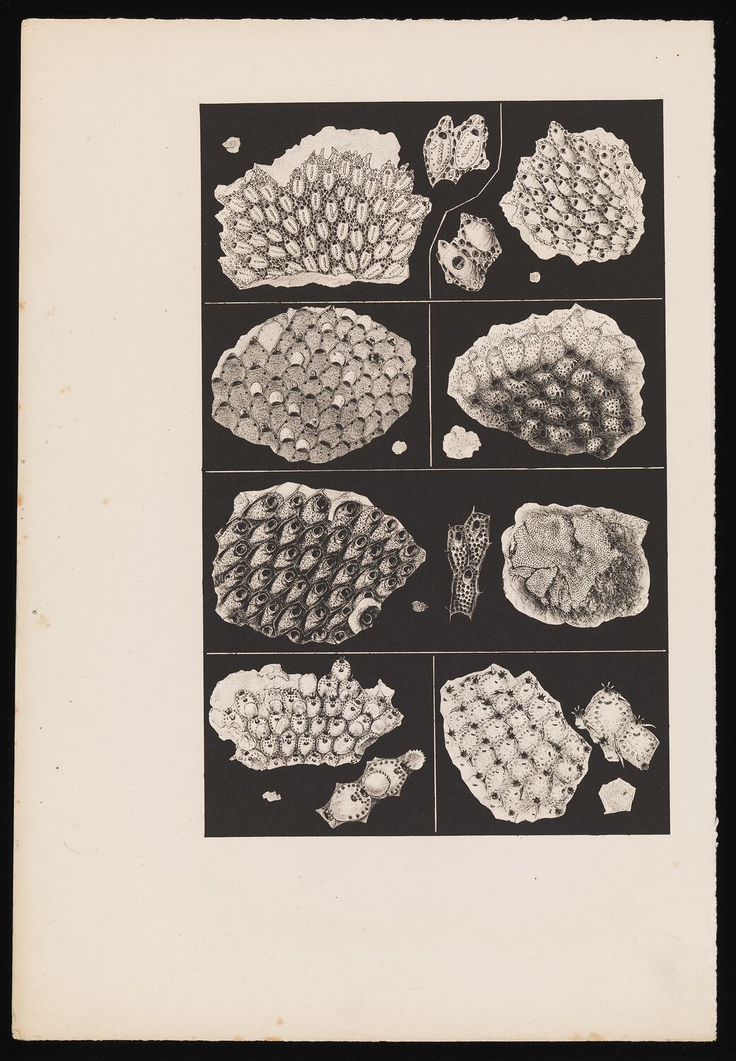 Lithographic Proof - Lithographic Ink & Paper