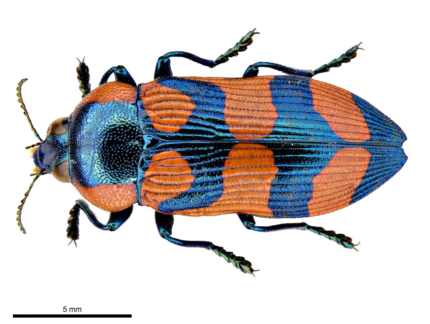Castiarina castelnaudi (Saunders, 1869)
