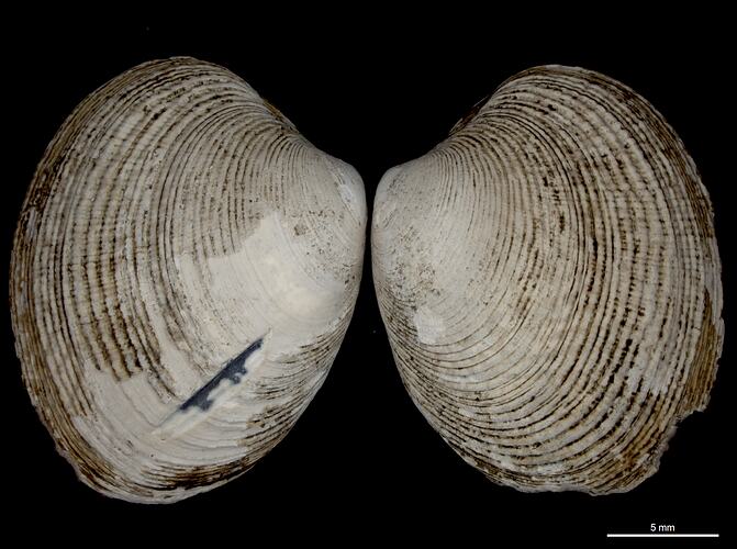 Katelysia rhytiphora (Lamy, 1935)