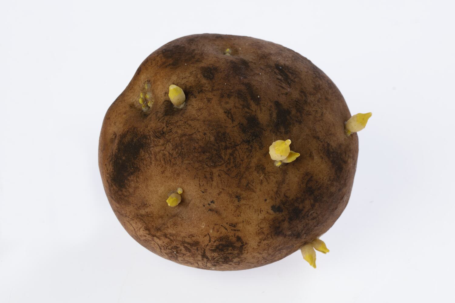 Potato Model - Treatment Against Potato Sprouting Hormone Inhibition, 1949