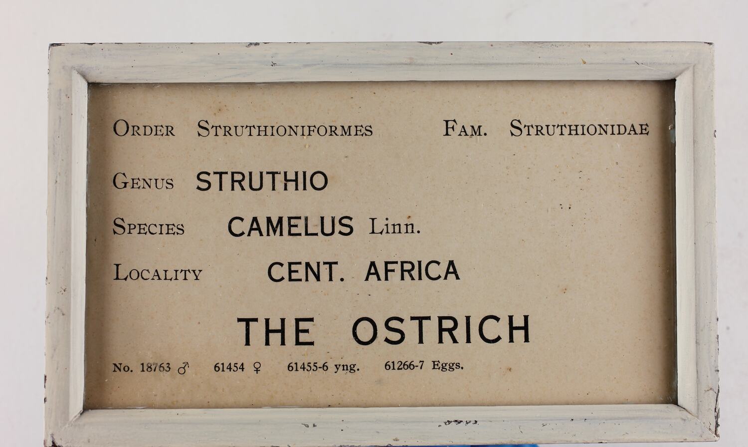 Exhibition Label - Ostrich, National Museum of Victoria, Russell St ...