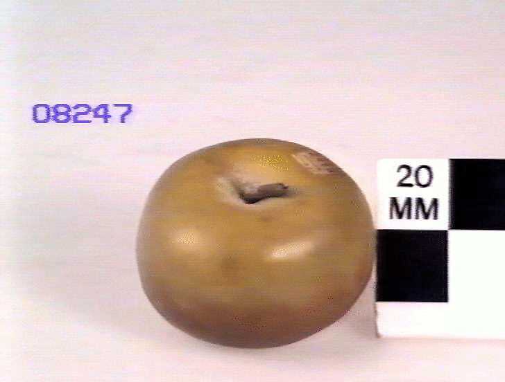 Apple Model - Pitmaston Nonpareil, 1874