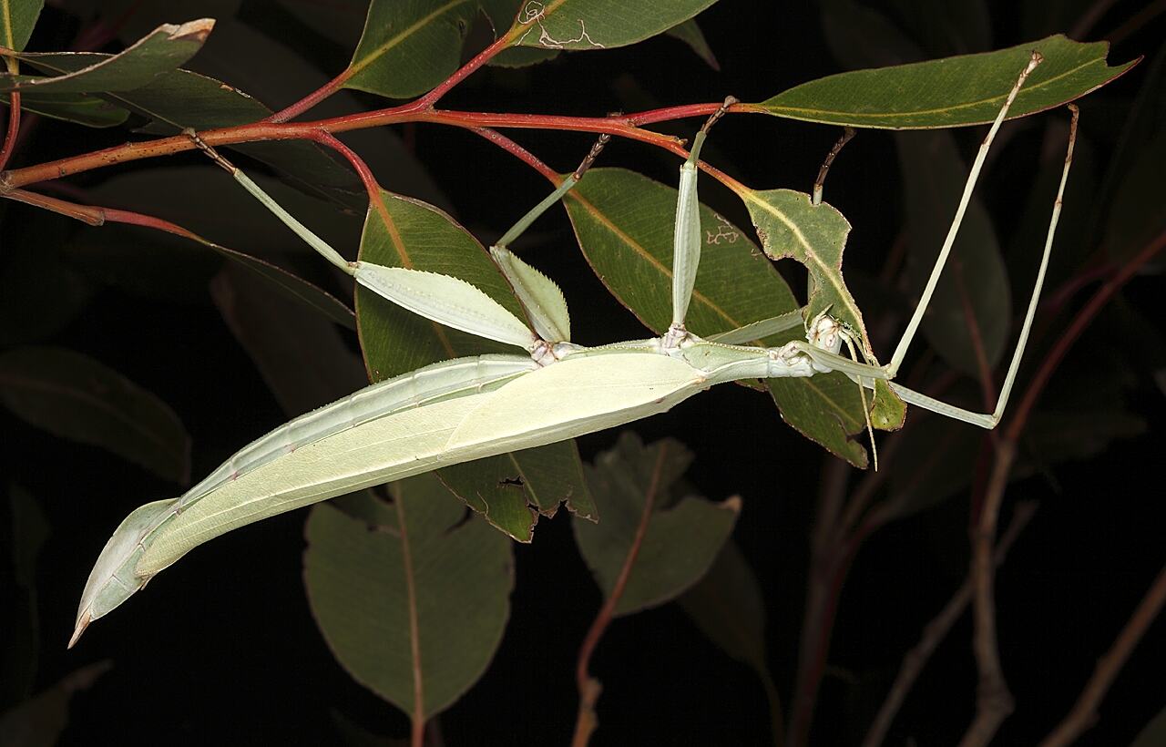 Tropidoderus childrenii (Gray, 1833), Children's Stick Insect