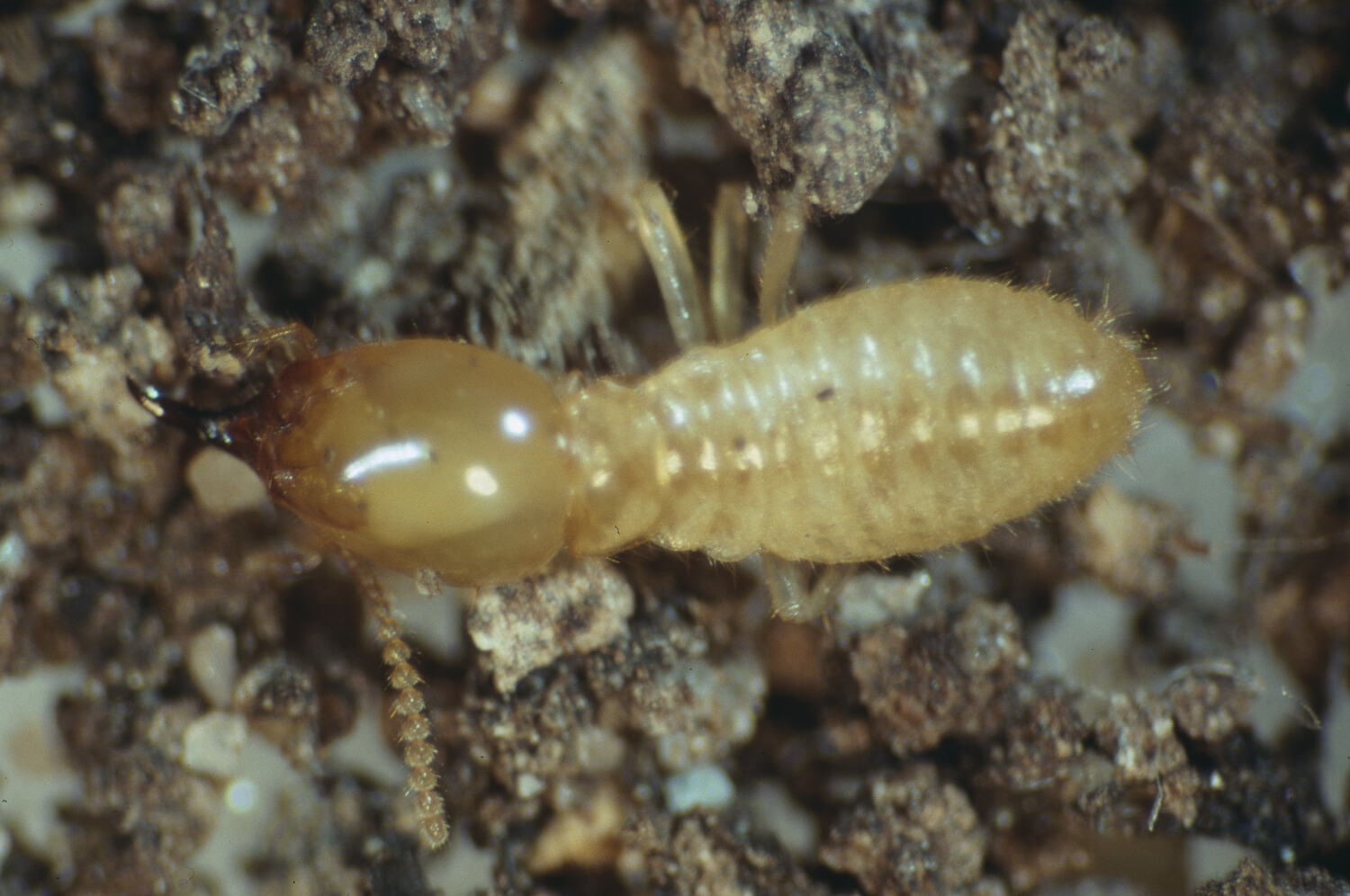 Coptotermes acinaciformis (Froggatt, 1898), Subterranean Termite