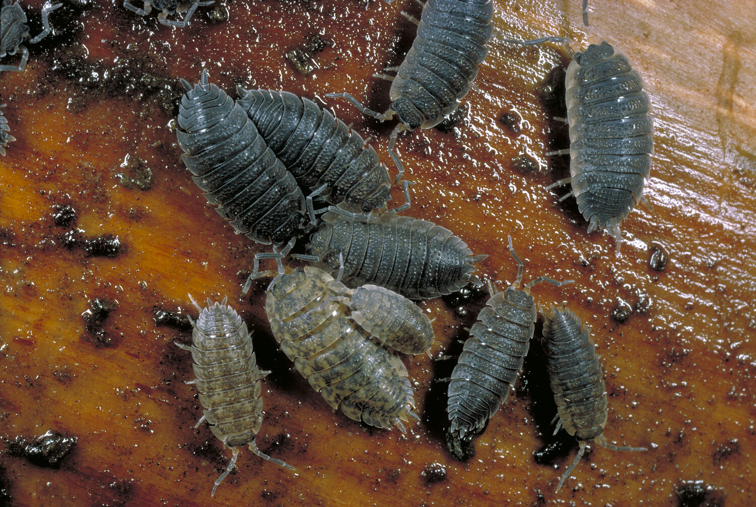 Porcellio scaber Latreille, 1804, Slater