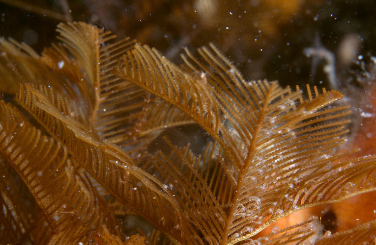 Aglaophenia cystifera Bale, 1915, Hydroid