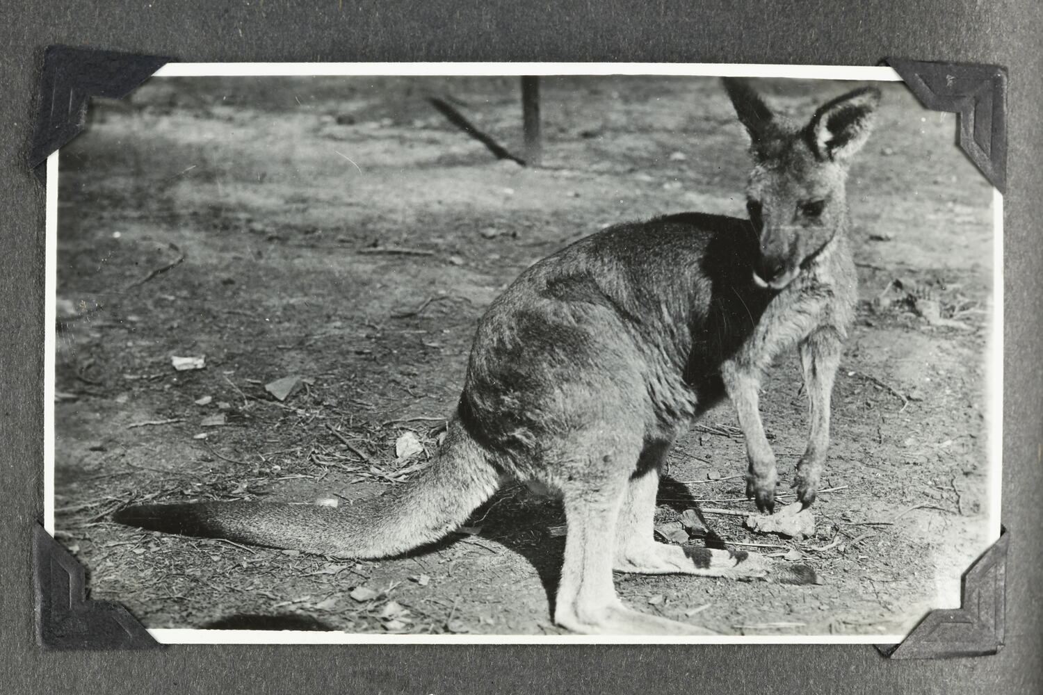 Photograph - 'One of the Animals in Zoo', Victoria, 1937-1939