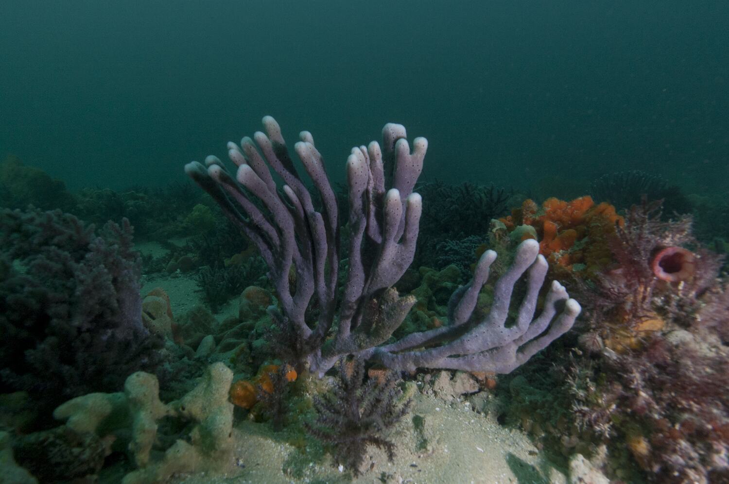 Callyspongia (Callyspongia), Sponge