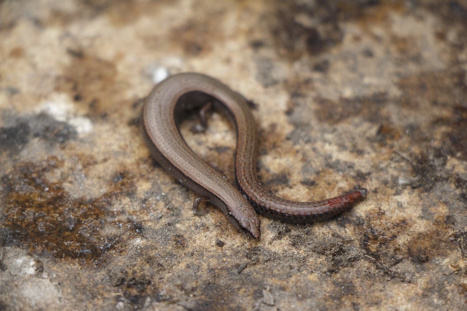 Hemiergis talbingoensis talbingoensis Copland, 1946, Three-toed Earless ...