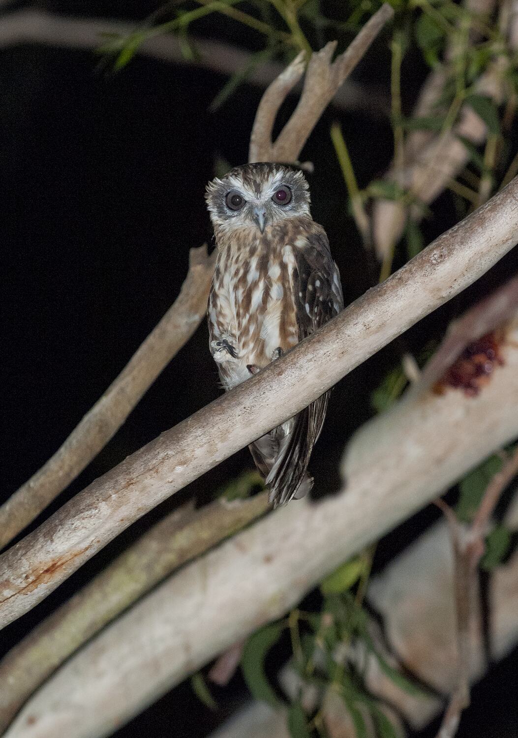 Ninox novaeseelandiae, Southern Boobook