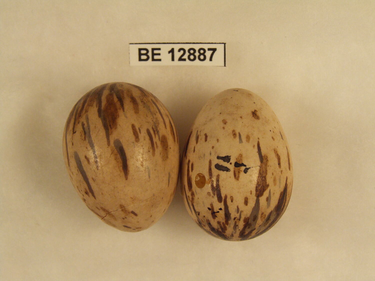 Ptiloris magnificus alberti