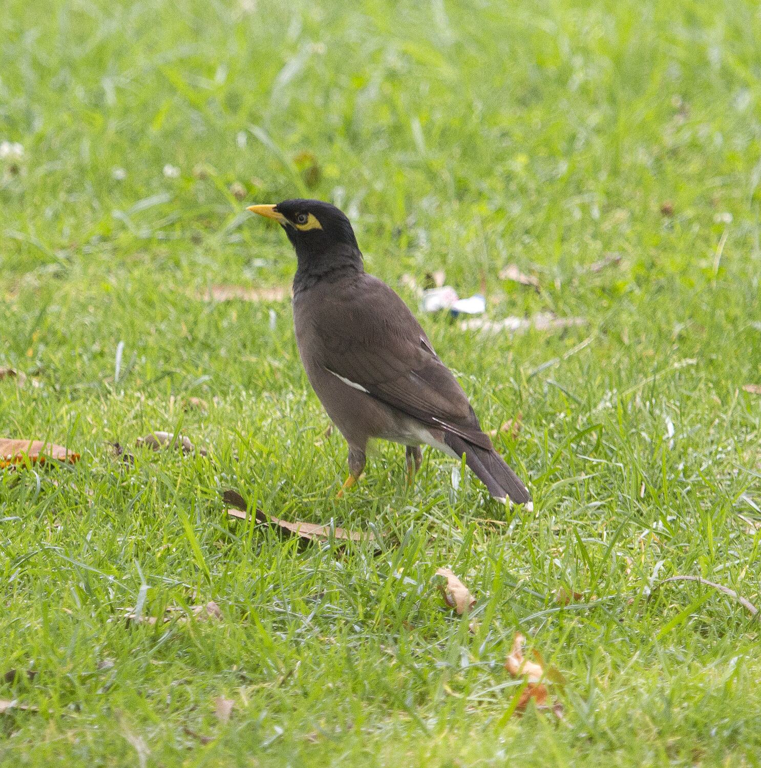 Acridotheres tristis, Common Myna