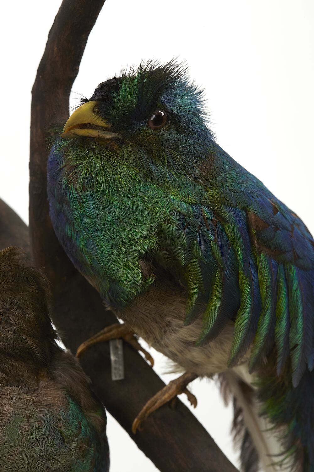 Taxidermy Mount - Resplendent Quetzal, Pharomachrus mocinno mocinno