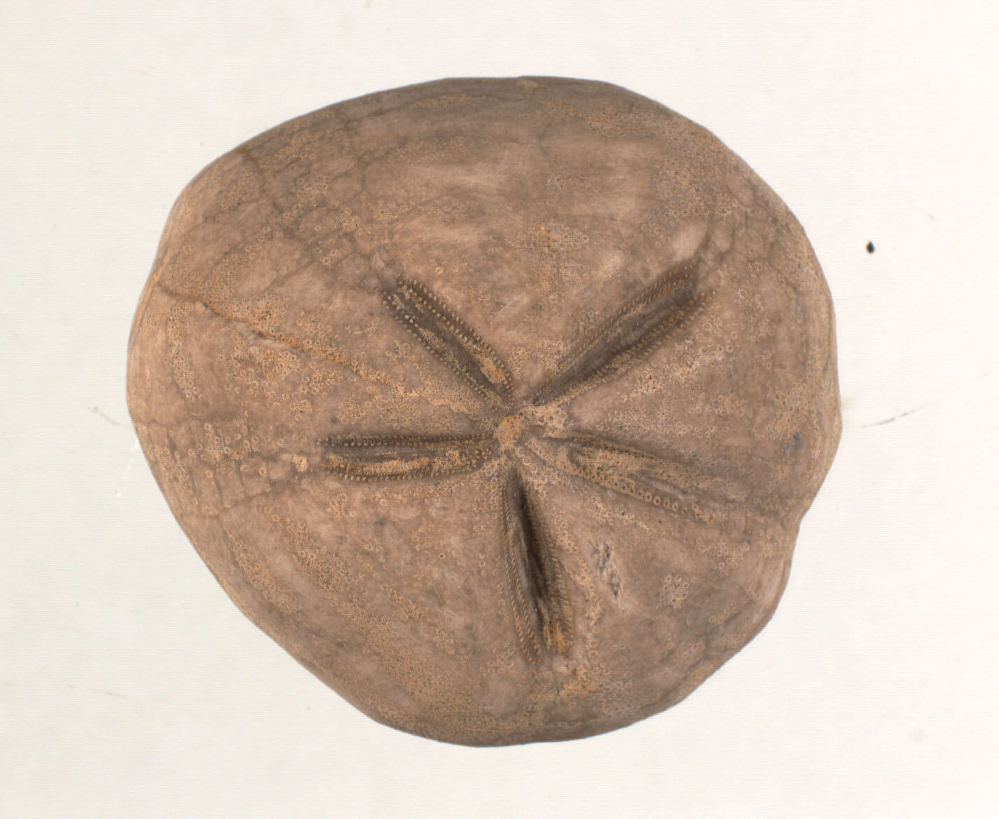 Micraster cortestudinarium (Goldfuss, 1826)