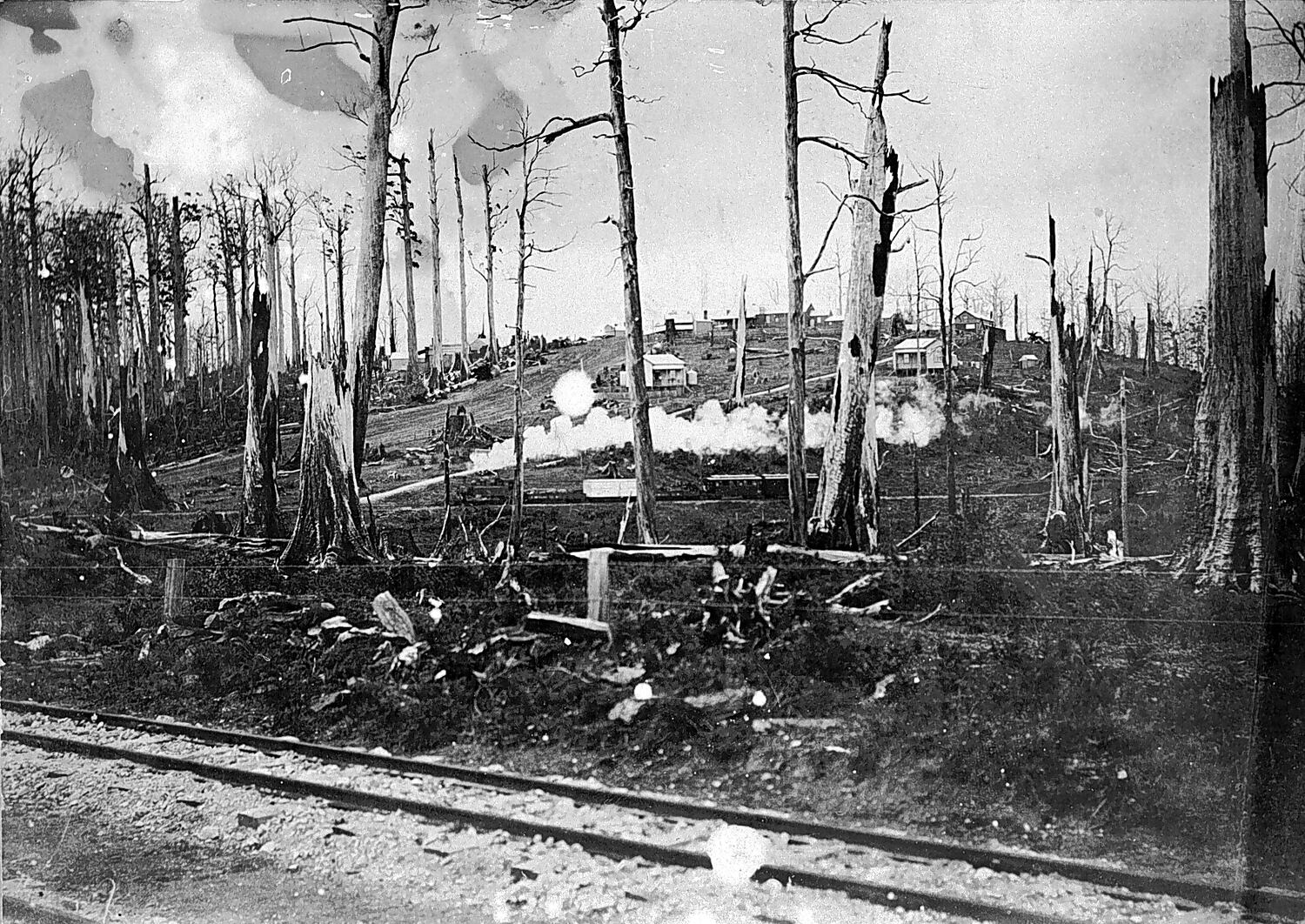 Negative - Beech Forest, Victoria, circa 1900