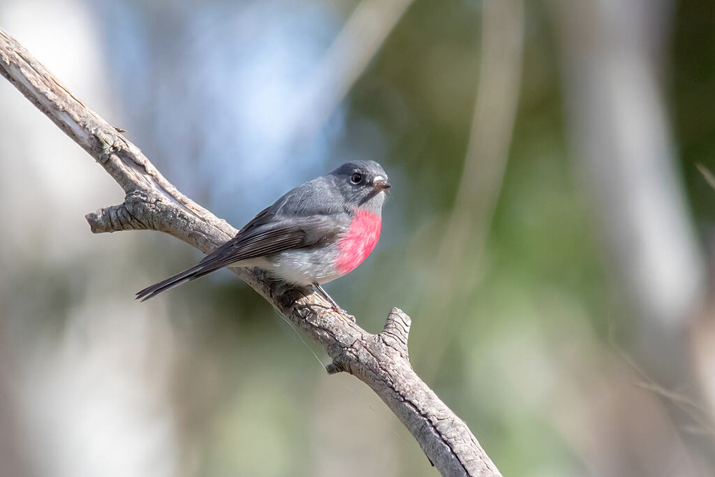 Petroica rosea, Rose Robin