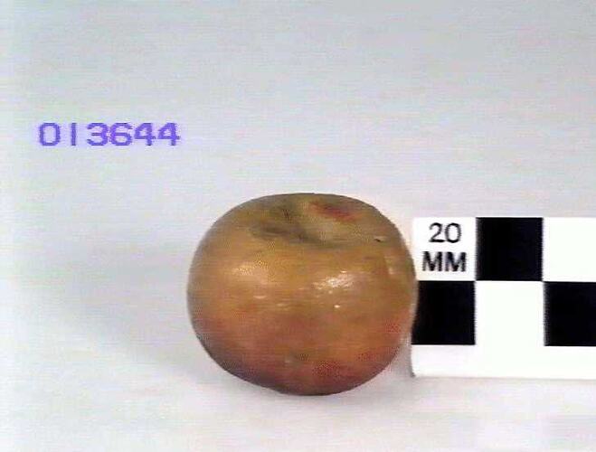 Apple Model - Margil, East Brighton, 1873