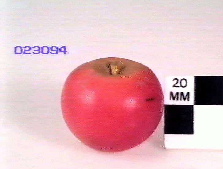 Apple Model - Scarlet Nonpareil, 1949