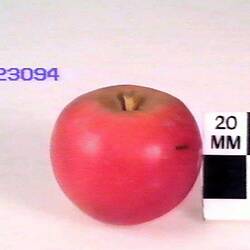 Apple Model - Scarlet Nonpareil, 1949