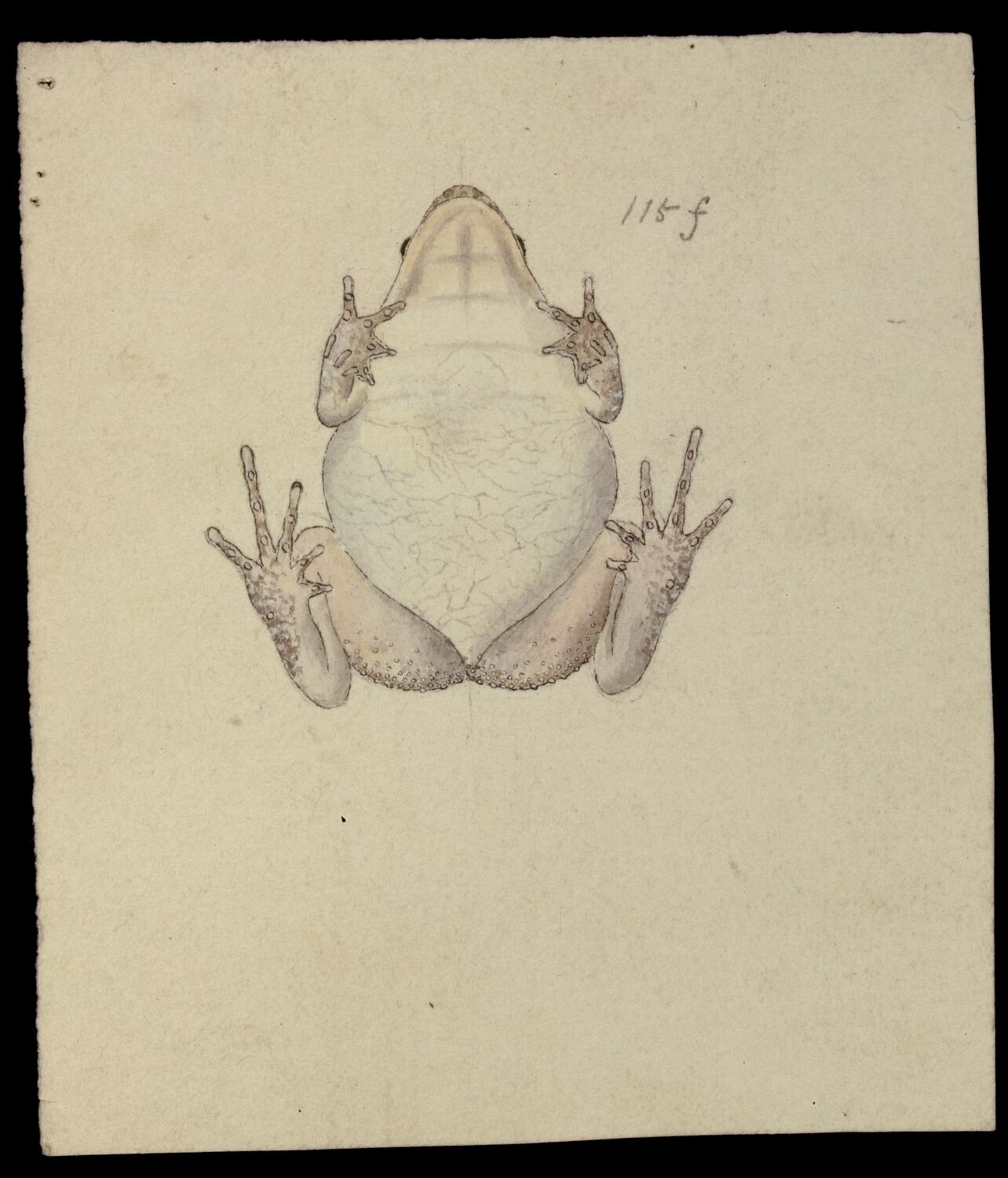 Watercolour and pencil illustration - underside, Lymnodynastes ...