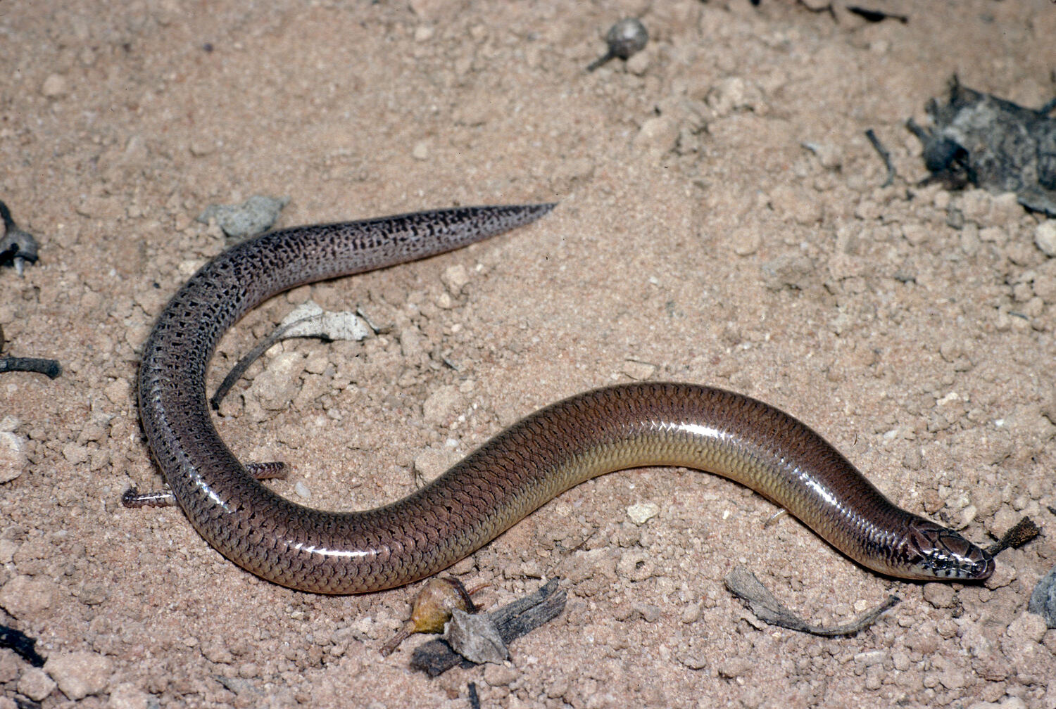 Lerista punctatovittata (Günther, 1867), Spotted Burrowing Skink