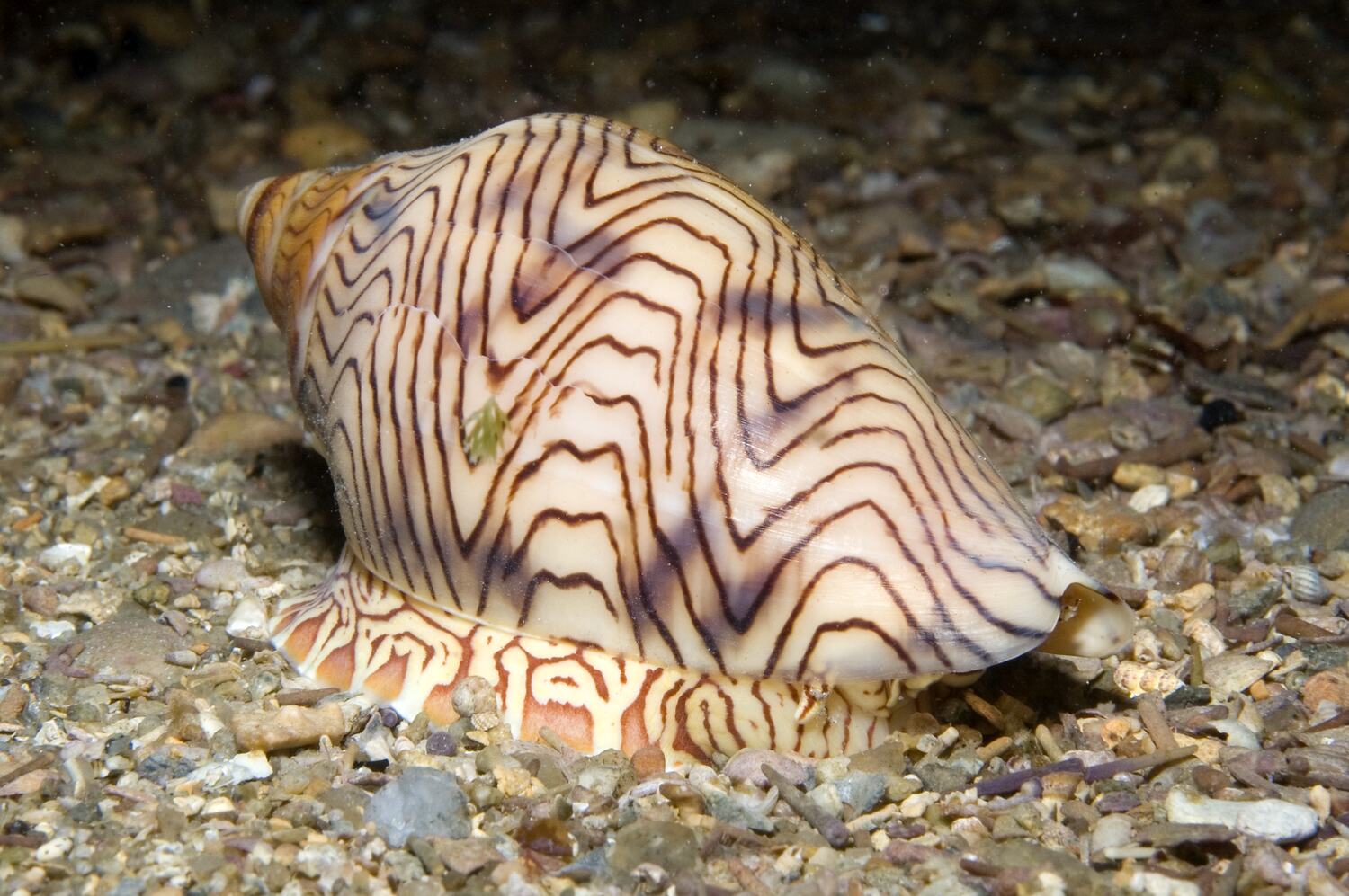 Amoria undulata (Lamarck, 1804), Wavy Volute